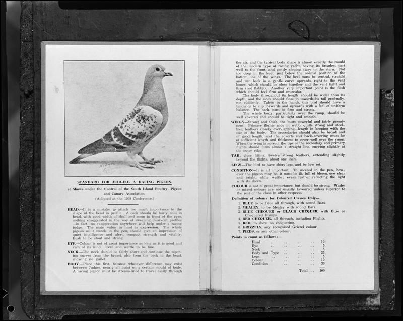 Robinson, Pigeon Judging Standards - Puke Ariki