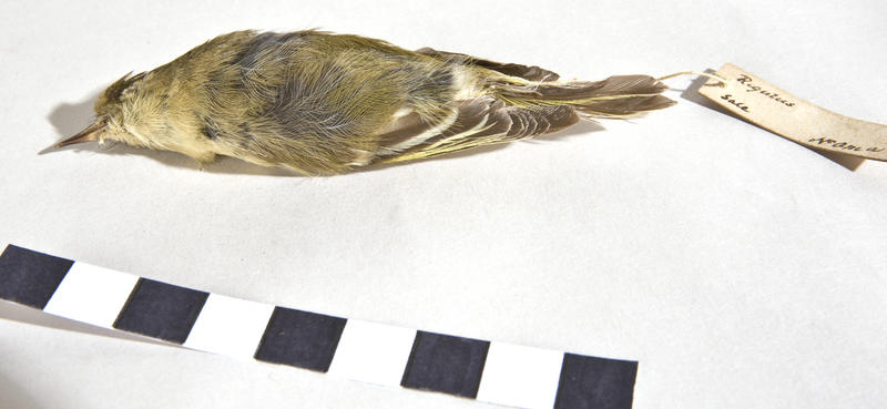 Specimen, Bird - Puke Ariki
