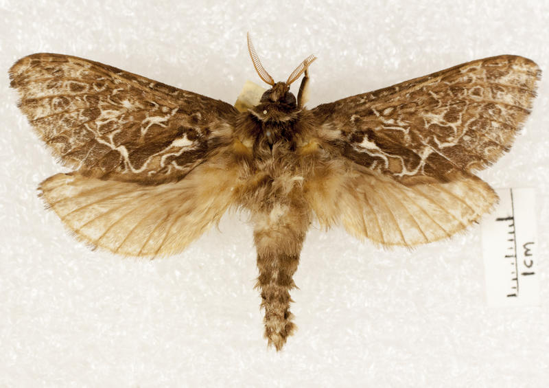 Moth, Hepialidae - Puke Ariki