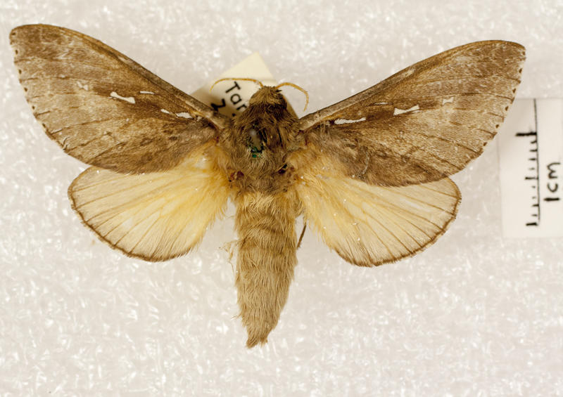 Moth, Hepialidae - Puke Ariki