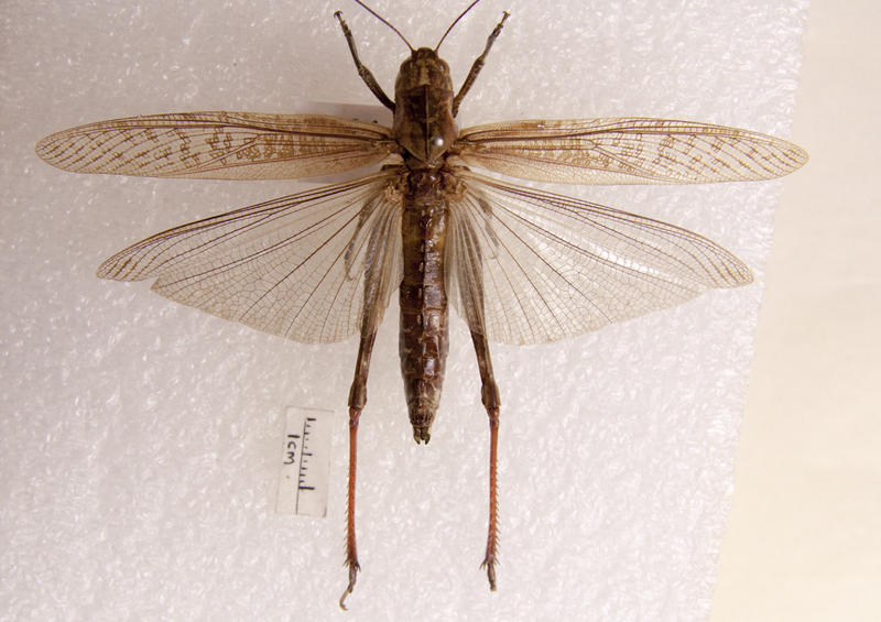 Insect, Locust - Puke Ariki