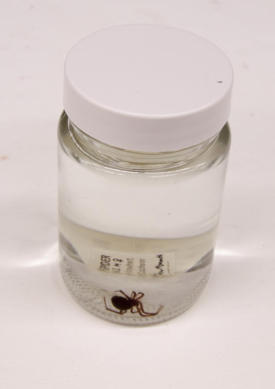 Katipo spider - Puke Ariki