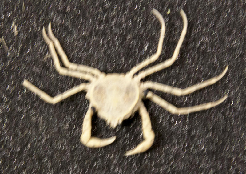 Sea Spider. - Puke Ariki