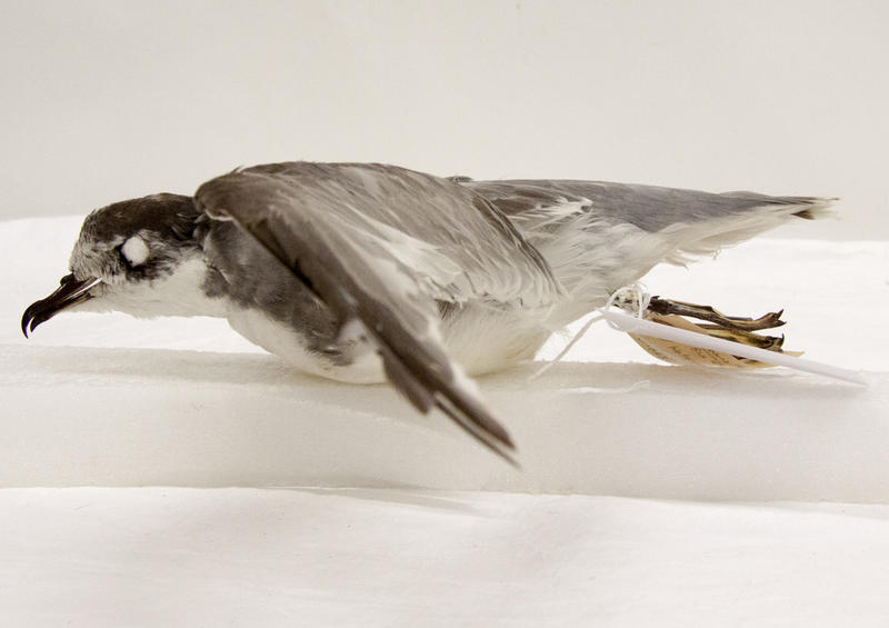 Bird, blue petrel - Puke Ariki