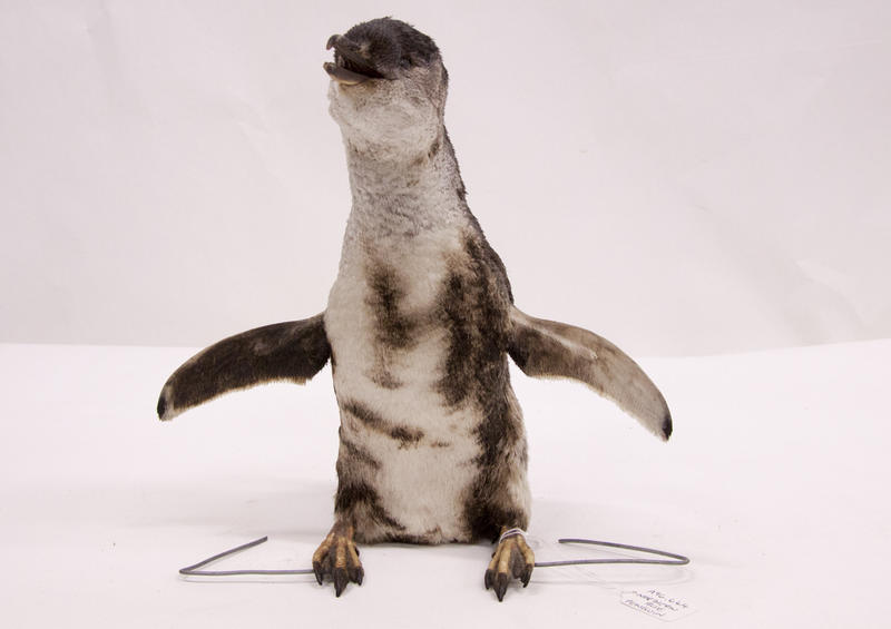 Penguin, Northern Blue - Puke Ariki