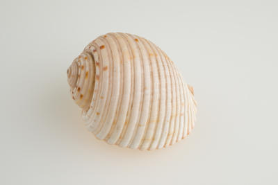 Tun shell, Tonna species - Puke Ariki