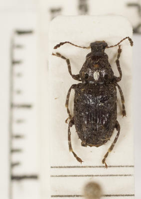 Beetle, Weevil - Puke Ariki