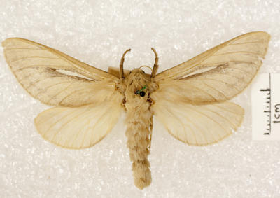 Moth, Hepialidae - Puke Ariki