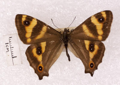 Butterfly, Forest ringlet - Puke Ariki