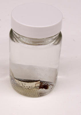 Spider, Red back - Puke Ariki