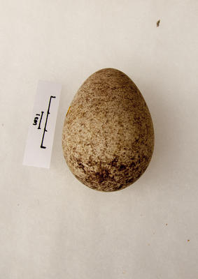 Egg, Amokura/Red-tailed tropic bird - Puke Ariki