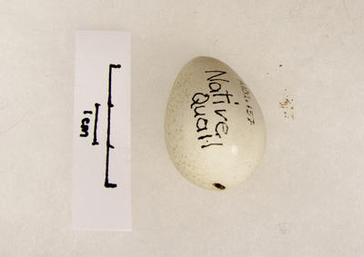 Egg, Native Quail - Puke Ariki