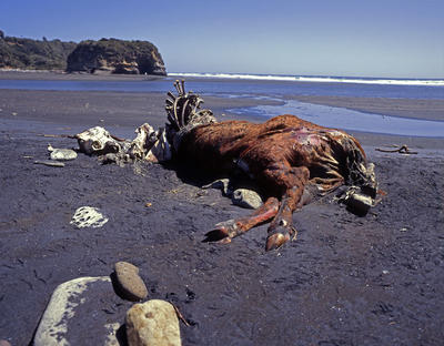 Tongaporutu Coastline - decomposed cow, 25 November 2007 - Puke Ariki