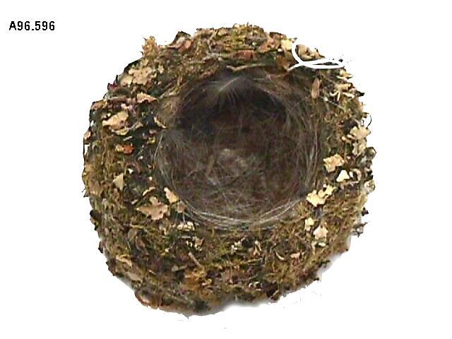 Nest, Bird - Puke Ariki