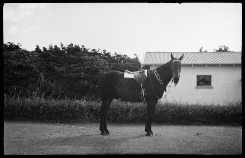 Cole, Horse - Puke Ariki