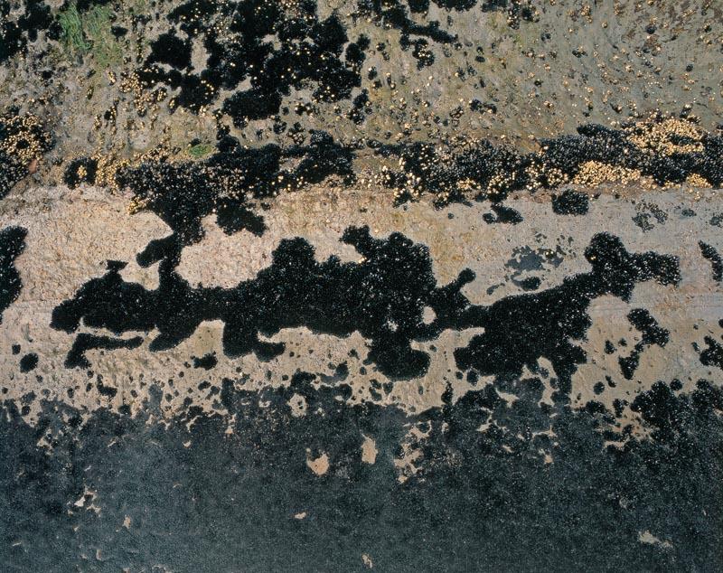 Tongaporutu Coastline - mussel spat, 18 May 2003 - Puke Ariki