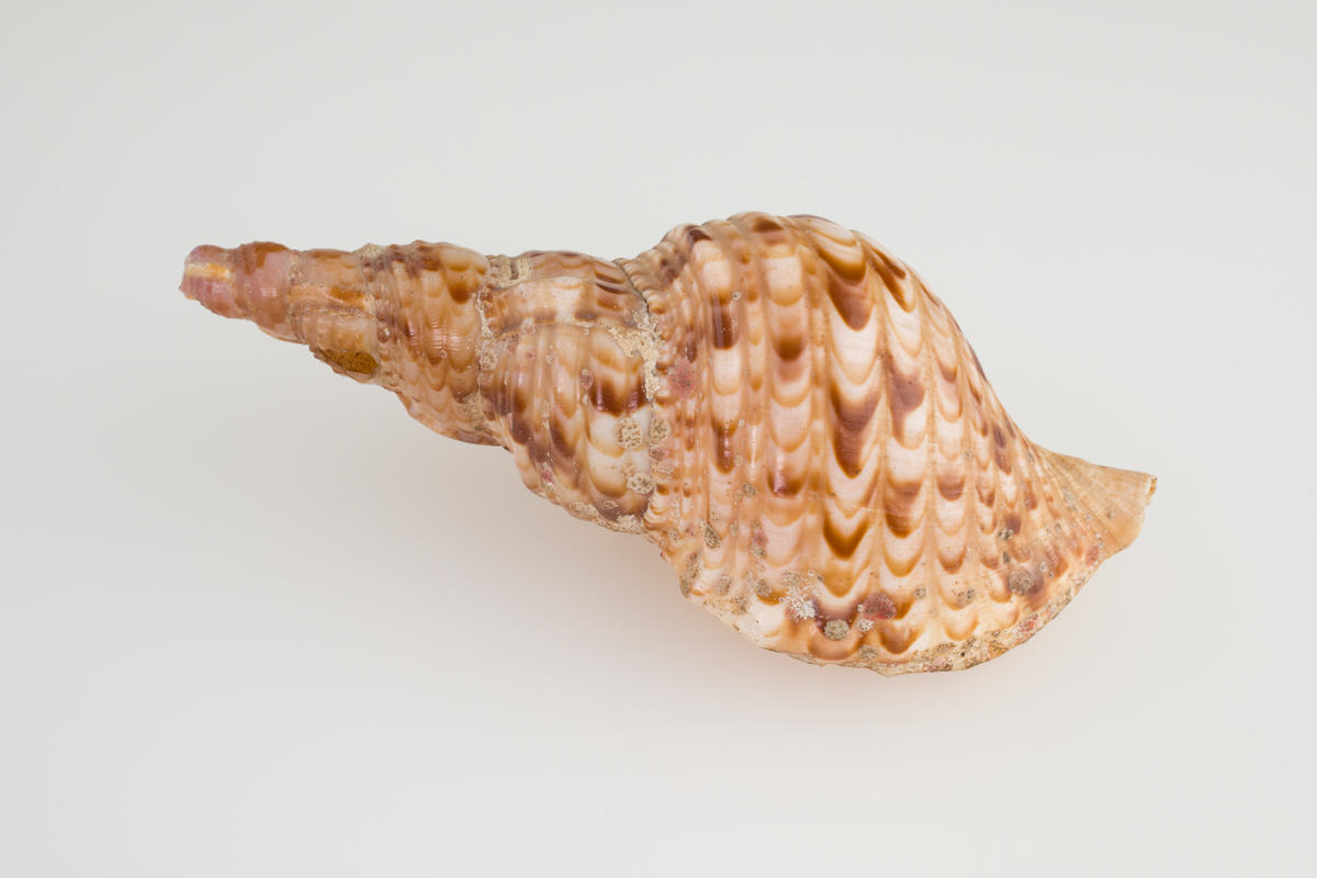 Giant triton shell, Charonia tritonis - Puke Ariki
