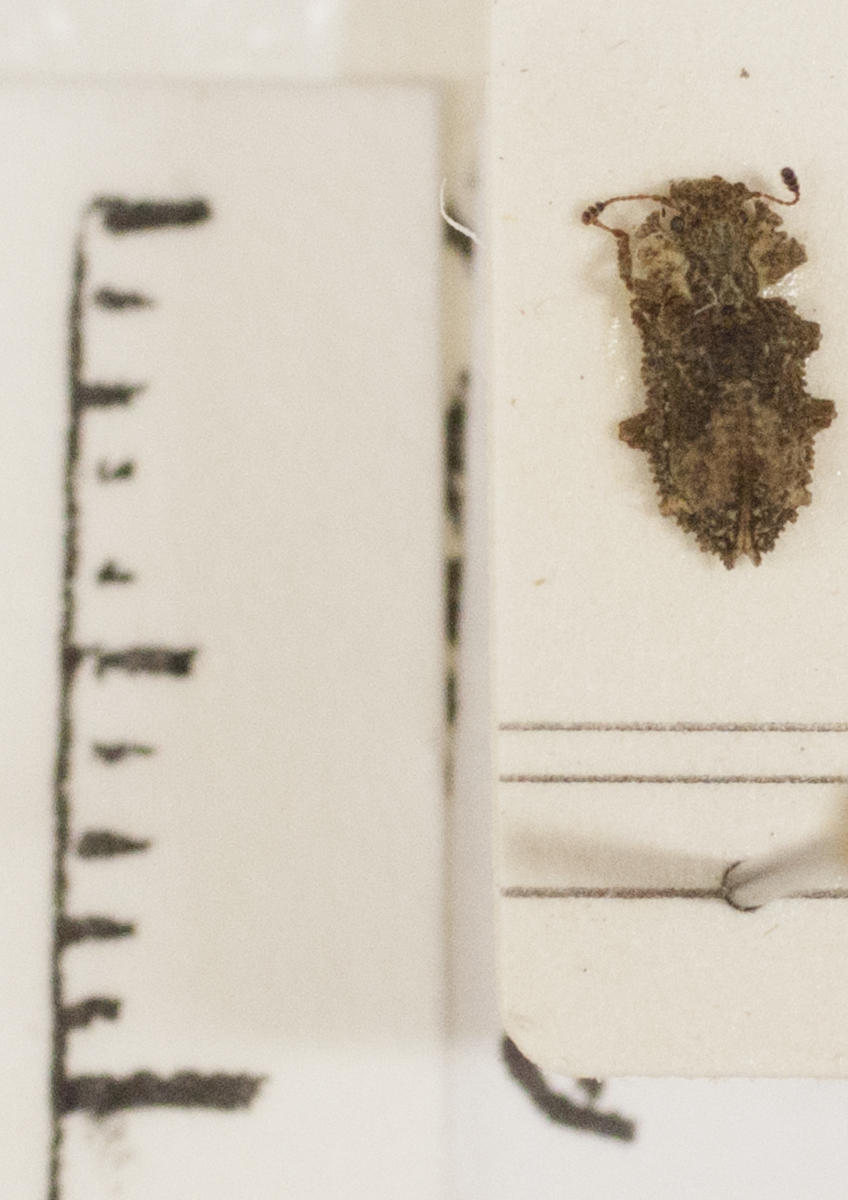 Rough Mould Beetle - Puke Ariki