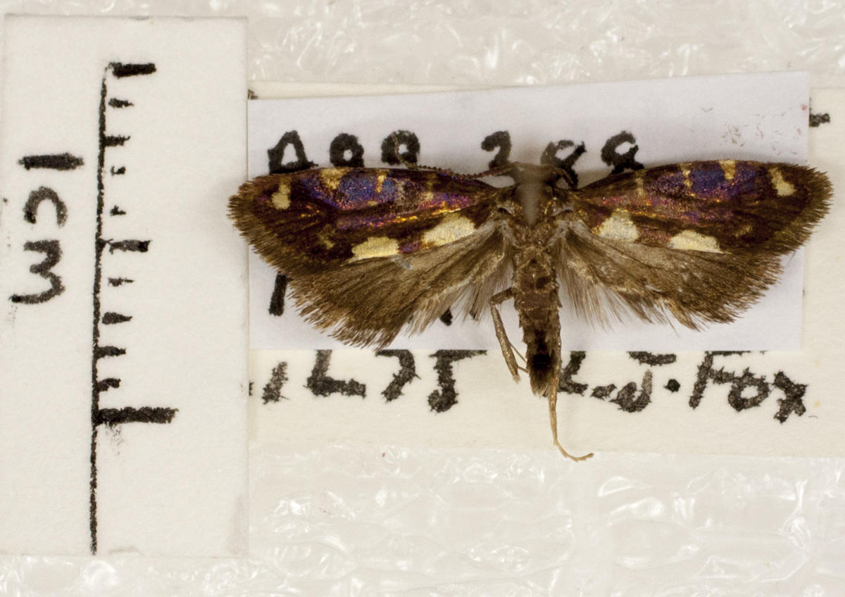 Moth, Leaf miner - Puke Ariki