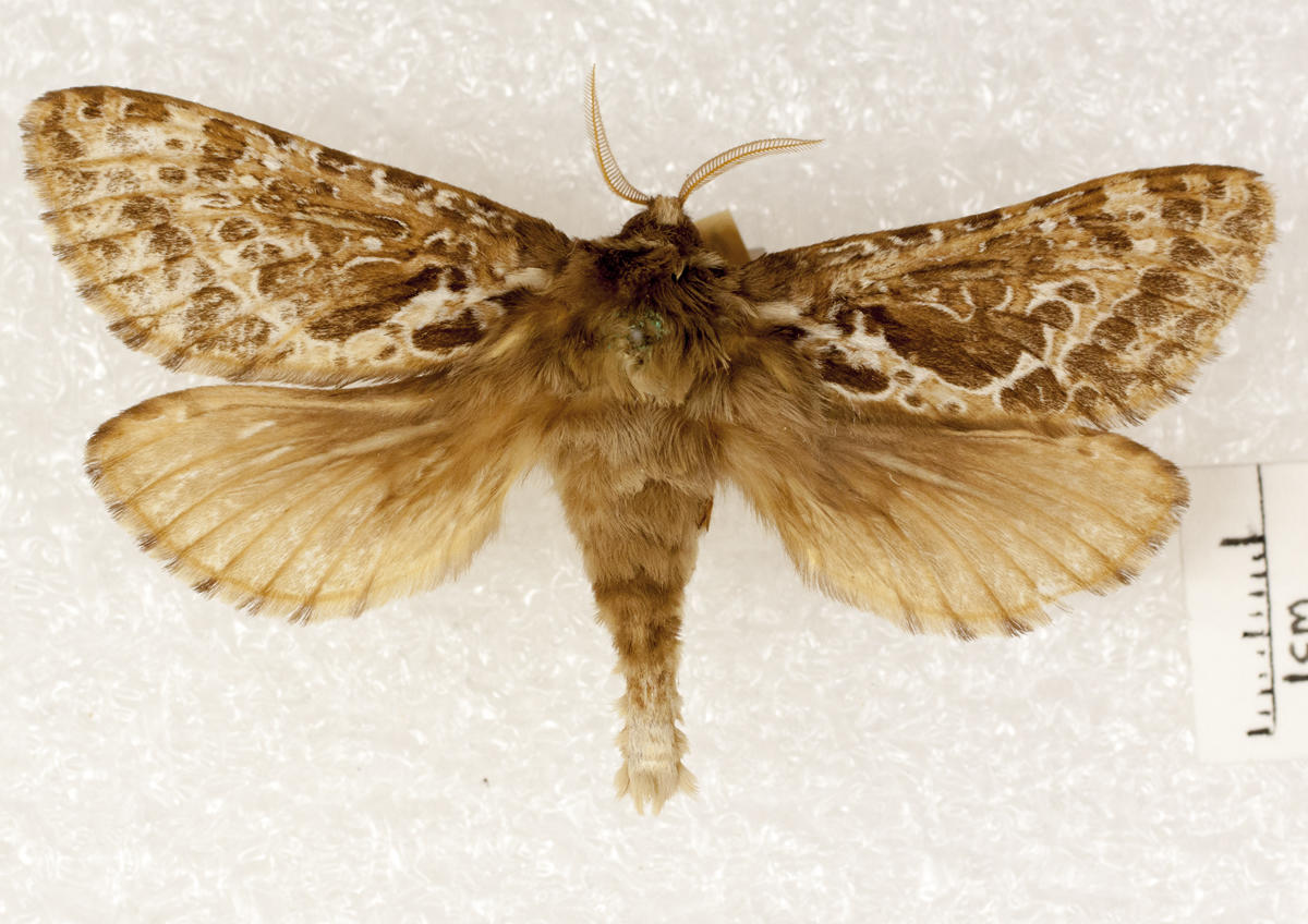 Moth, Hepialidae - Puke Ariki