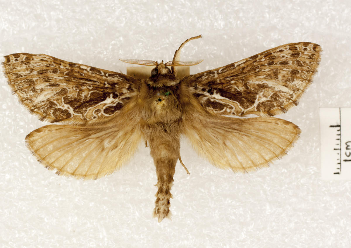 Moth, Hepialidae - Puke Ariki