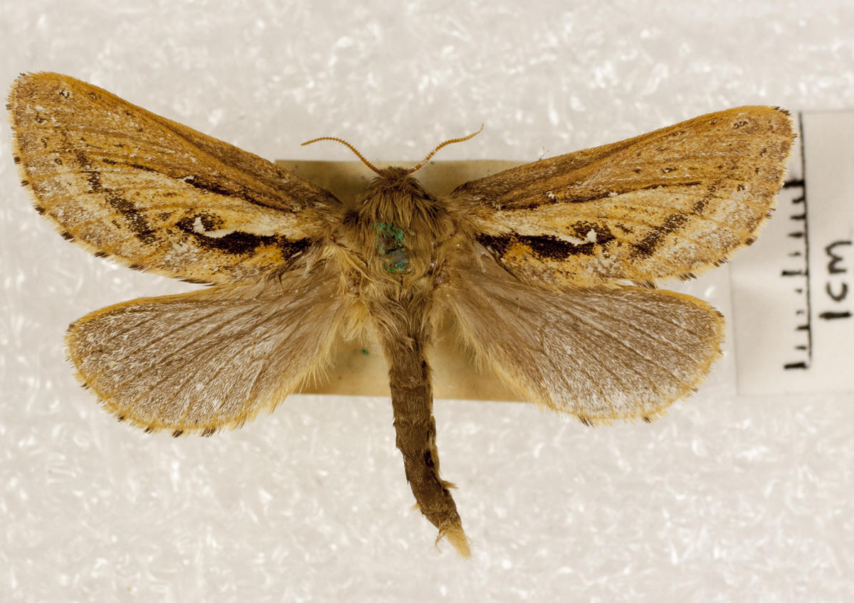 Moth, Hepialidae - Puke Ariki