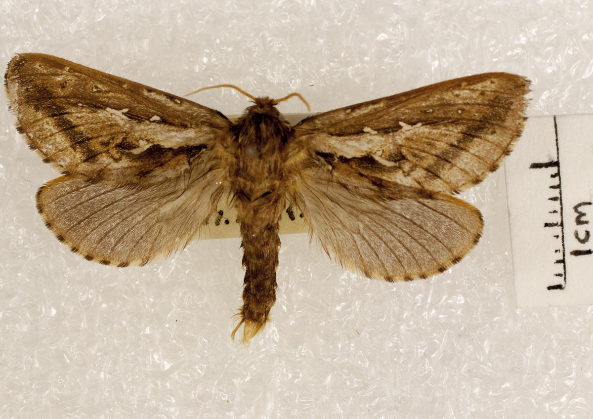 Moth, Hepialidae - Puke Ariki