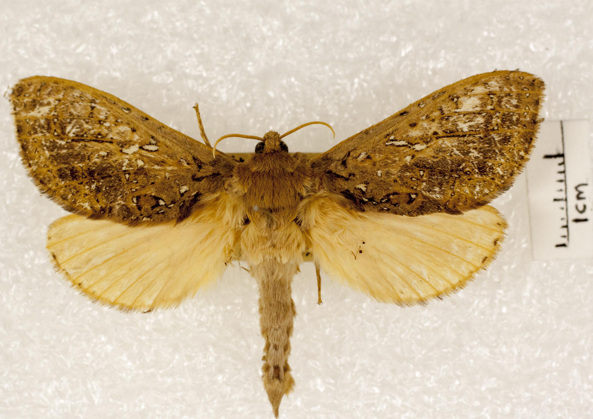 Moth, Hepialidae - Puke Ariki