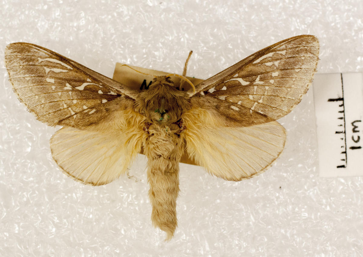 Moth Hepialidae Puke Ariki Moth Hepialidae Puke Ariki