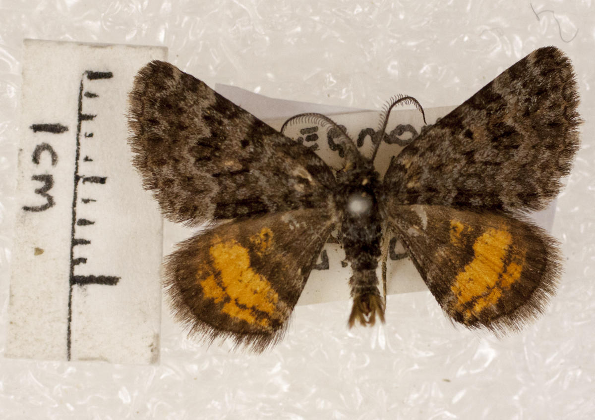 Moth, Carpet - Puke Ariki