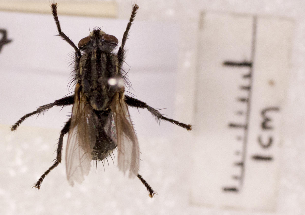 Insect, Fly - Puke Ariki