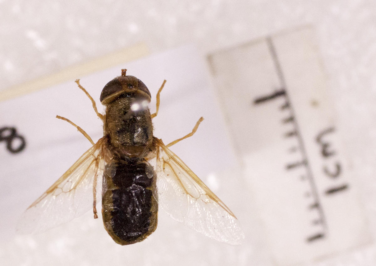 Insect, Fly - Puke Ariki