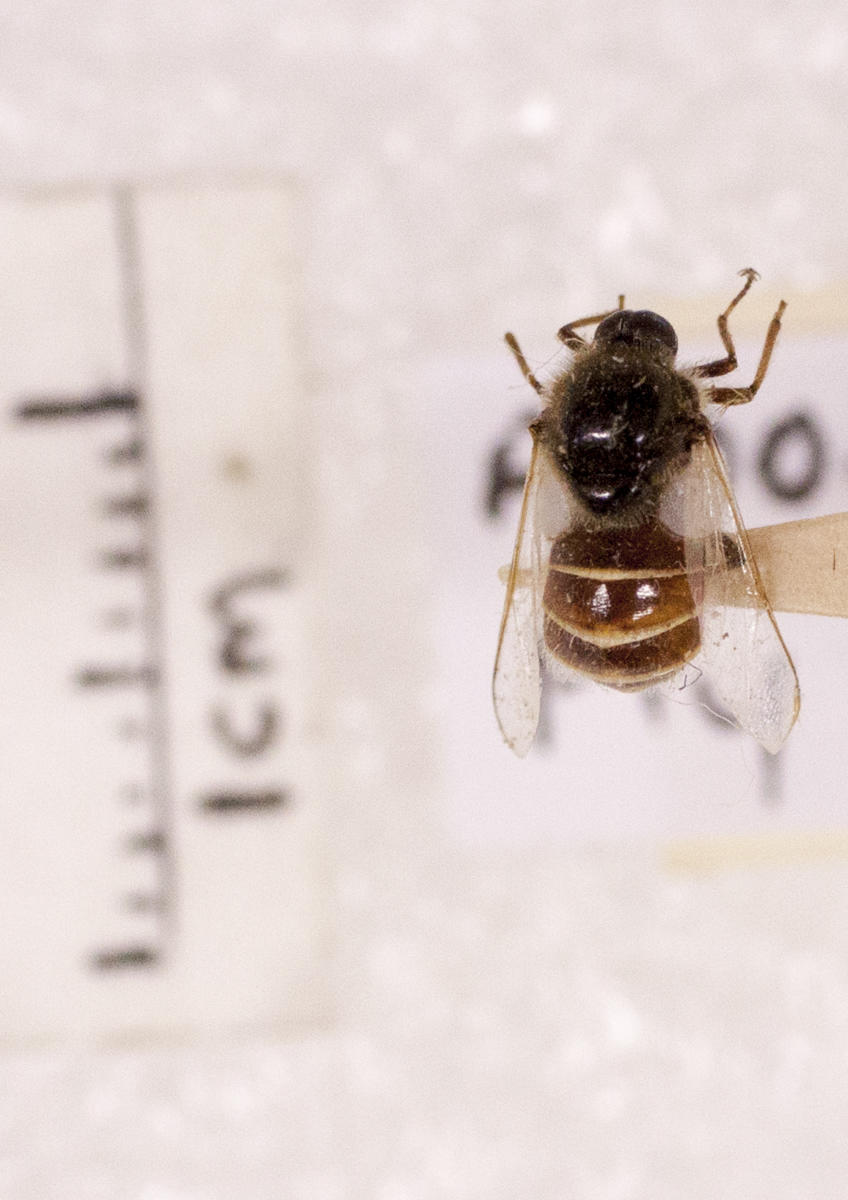 Insect, Fly - Puke Ariki