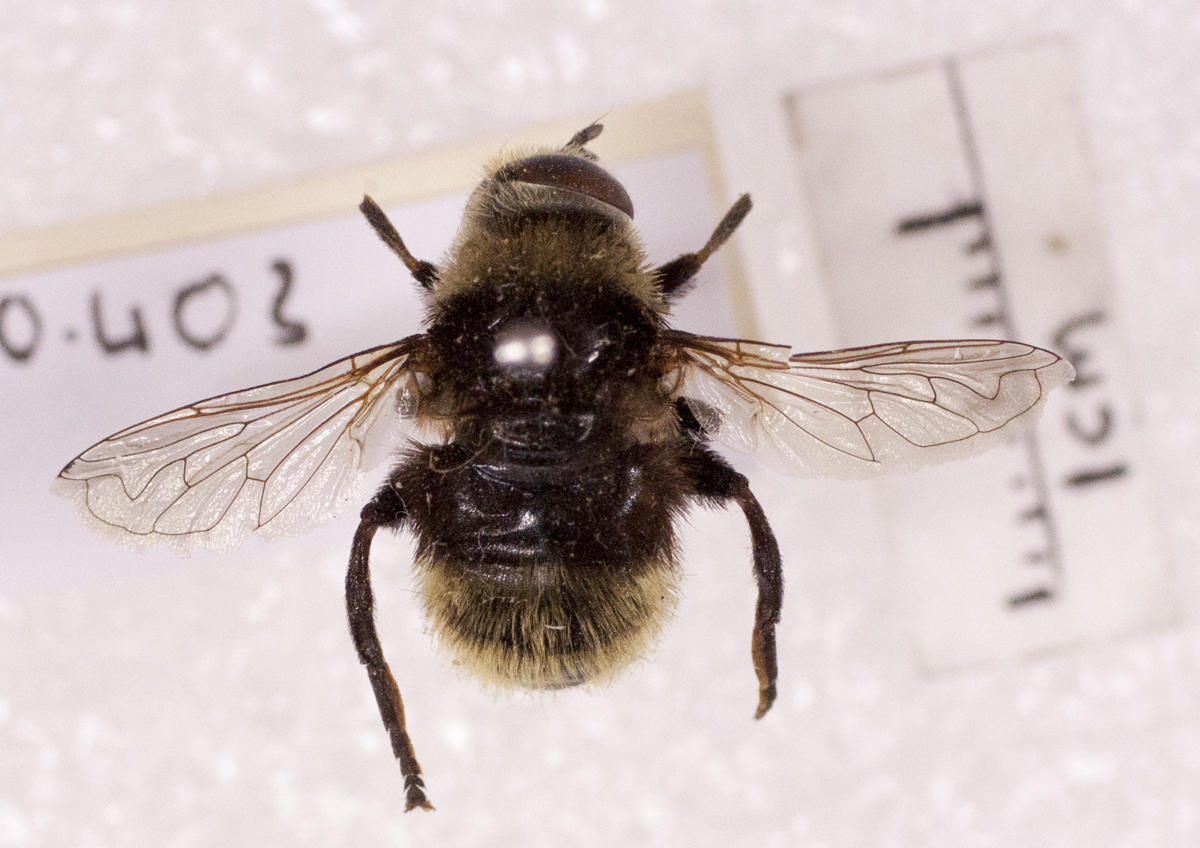 Insect, Fly - Puke Ariki