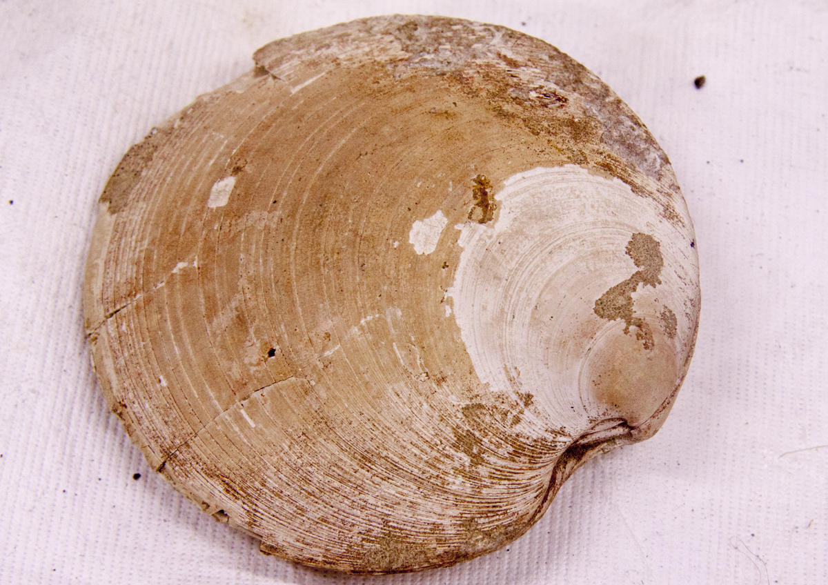 Fossil, Bivalve - Puke Ariki