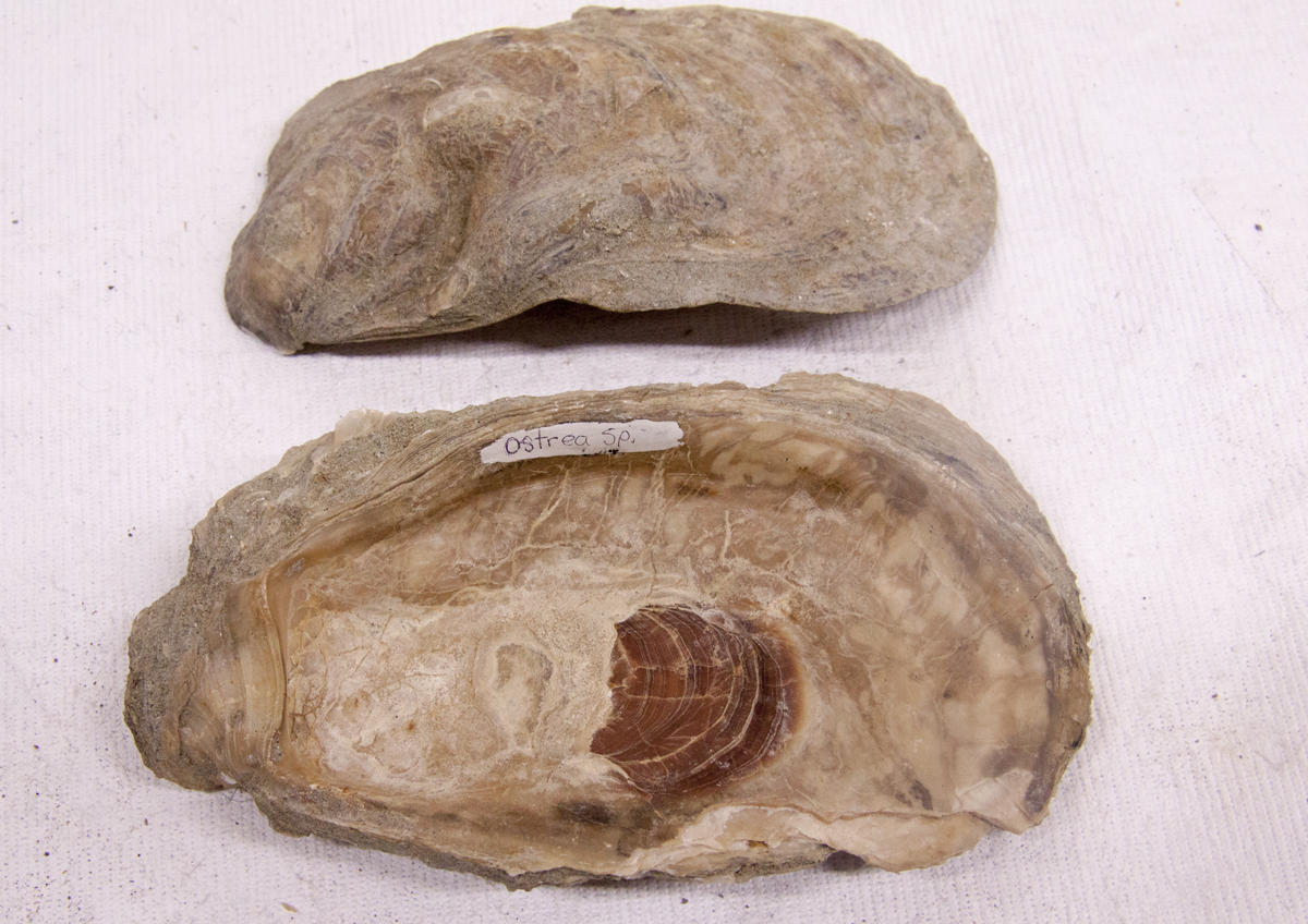 Fossil Oyster - Puke Ariki