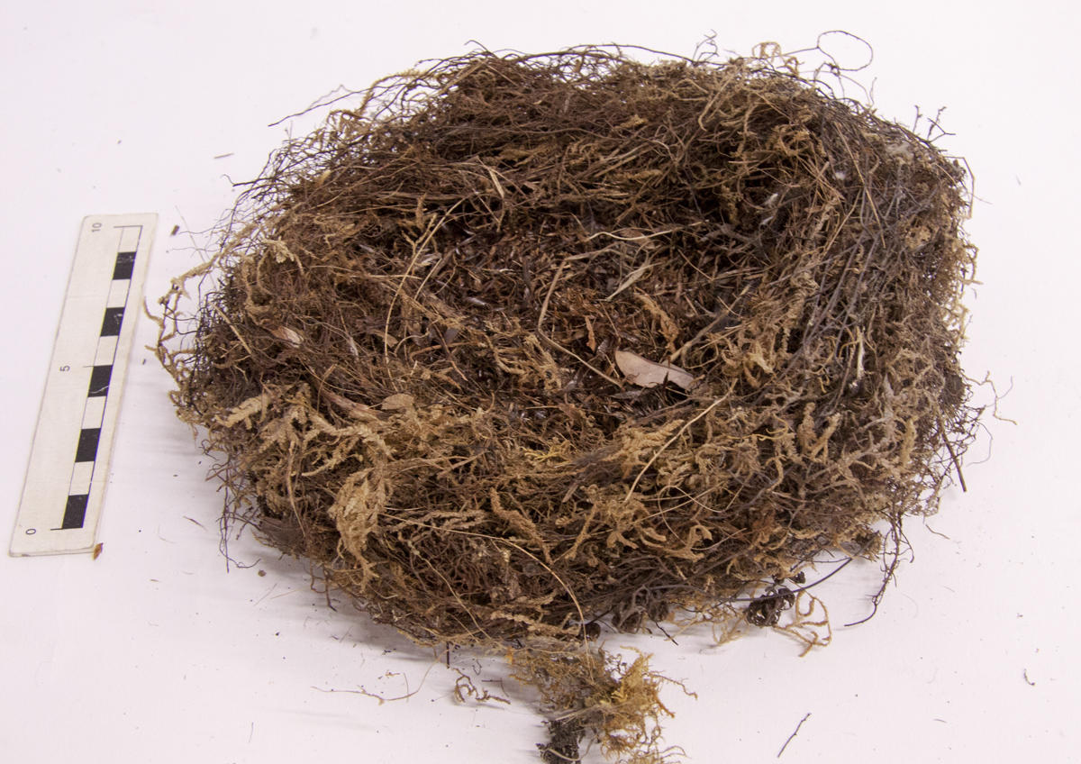 Nest, Bird - Puke Ariki