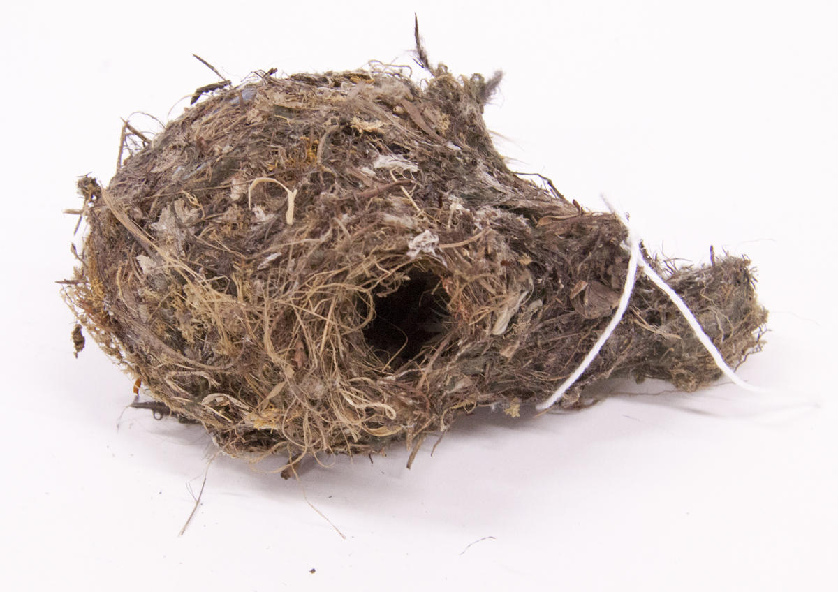 Nest, Bird - Puke Ariki