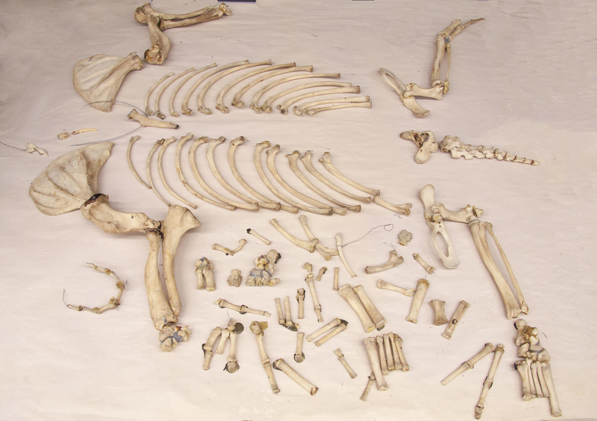 Seal, Skeleton - Puke Ariki