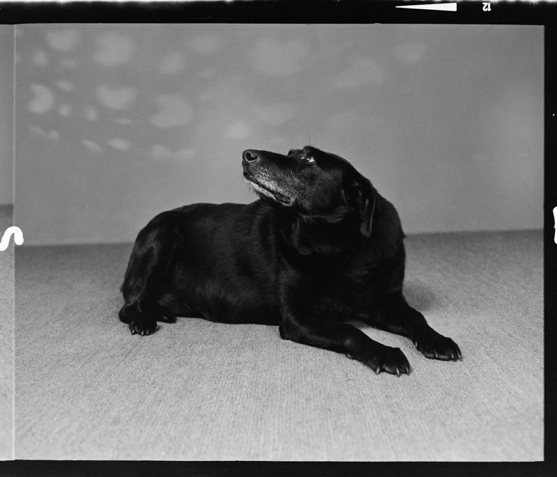 Lilly, Dog - Puke Ariki