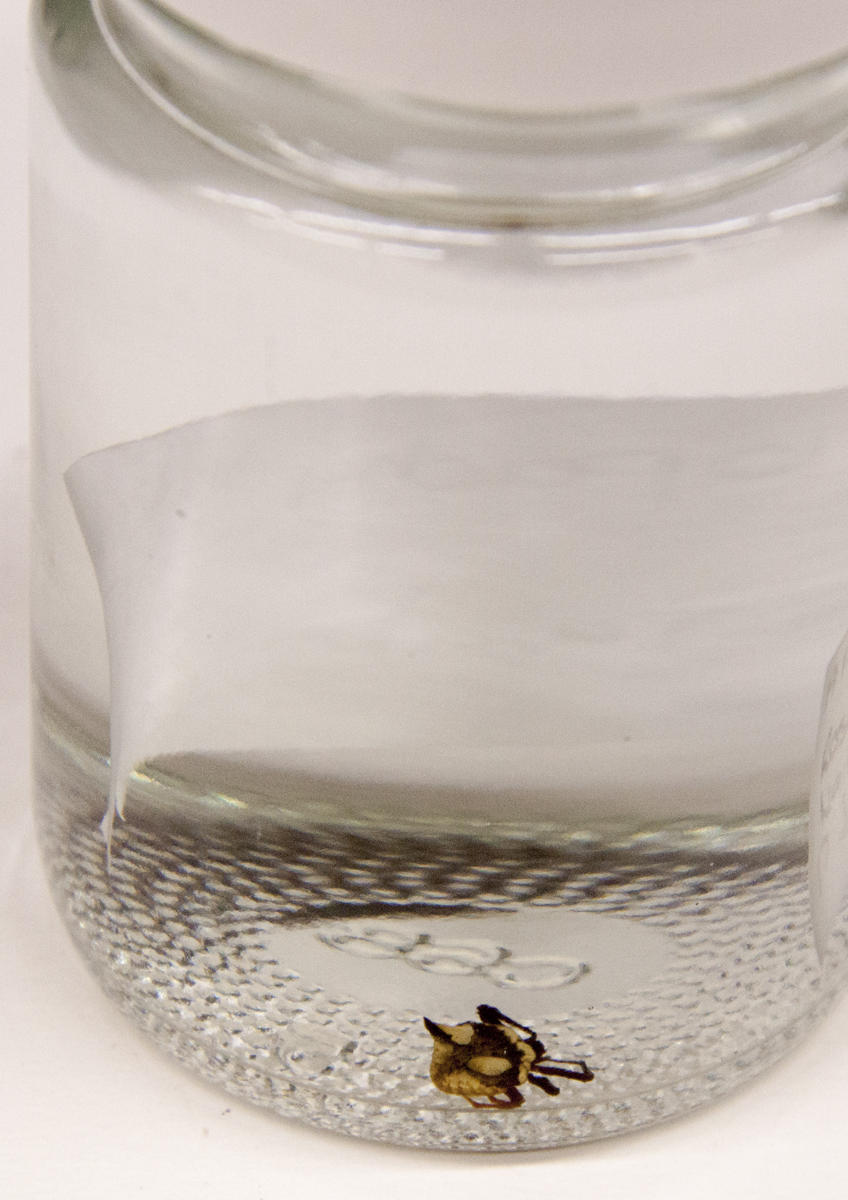 Two spined spider - Puke Ariki