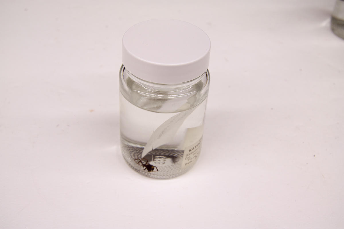 Spider, Katipo - Puke Ariki