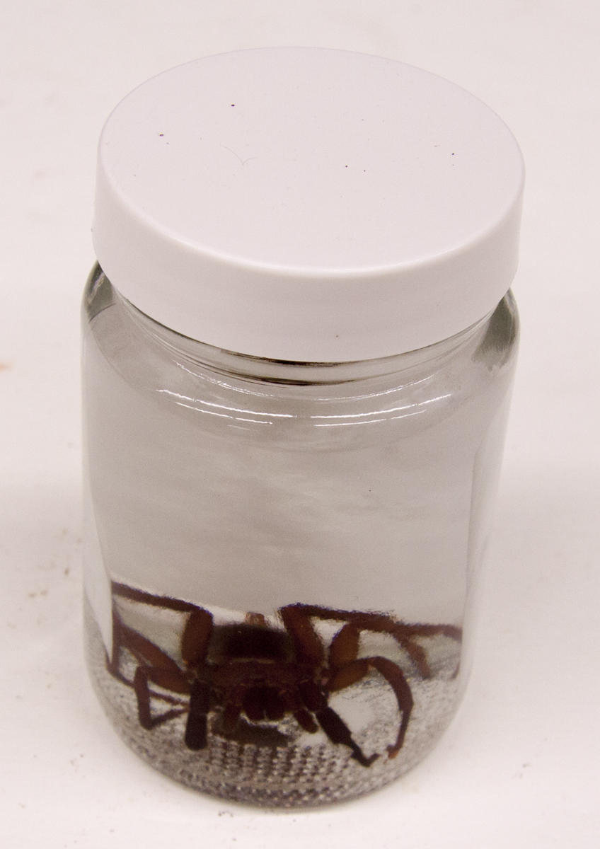 Spider, Tunnelweb - Puke Ariki