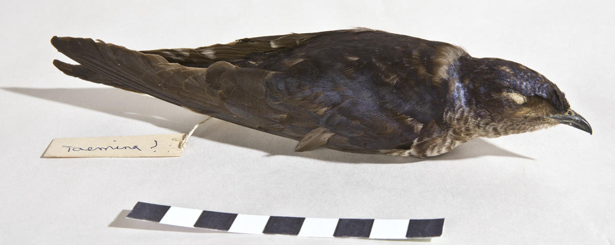 Specimen, Bird - Puke Ariki