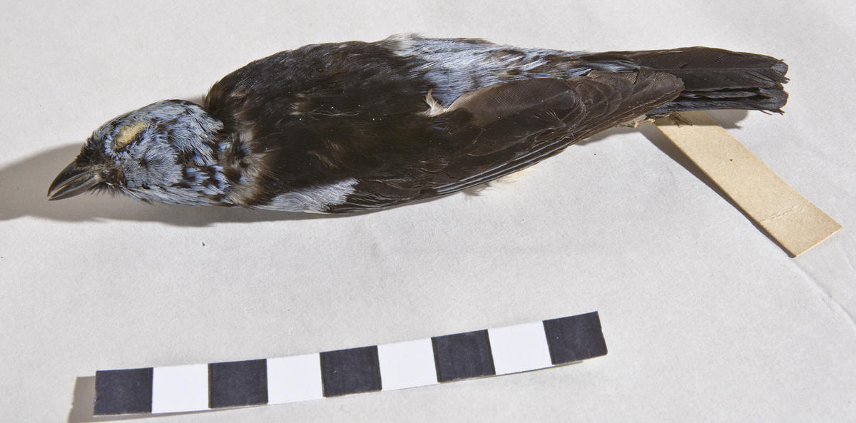 Specimen, Bird - Puke Ariki