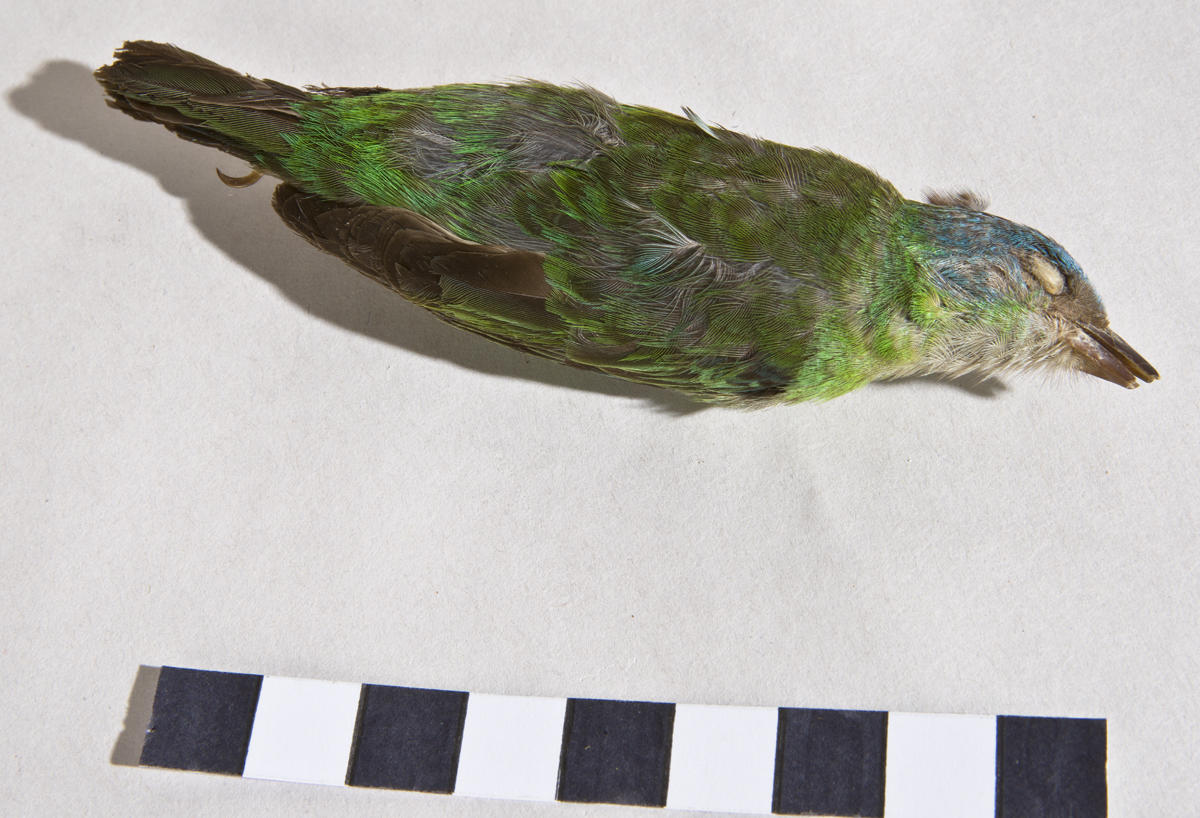 Specimen, Bird - Puke Ariki