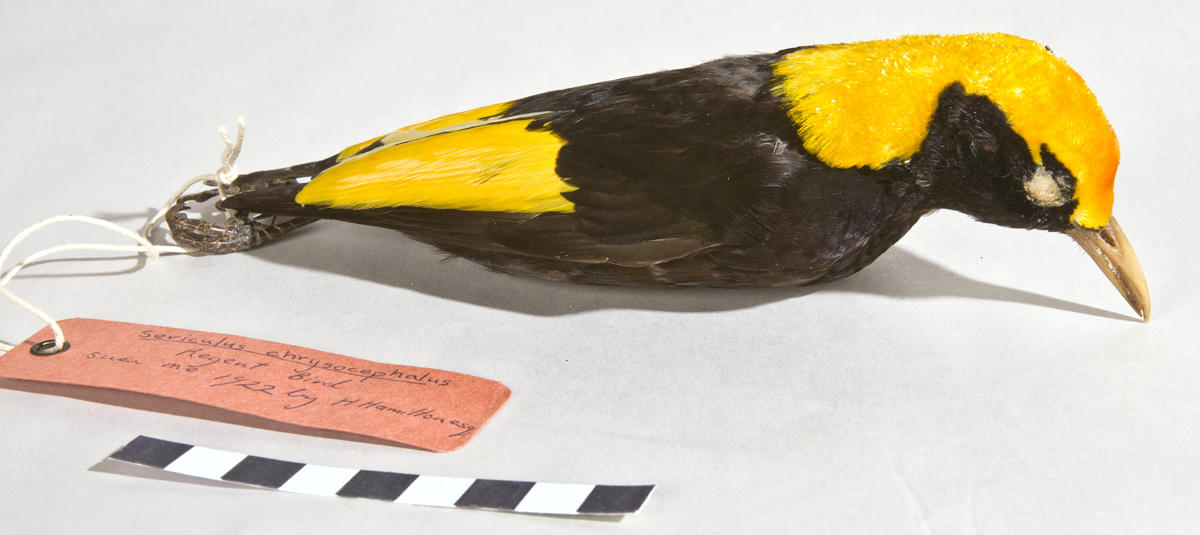 Specimen, Bird - Puke Ariki