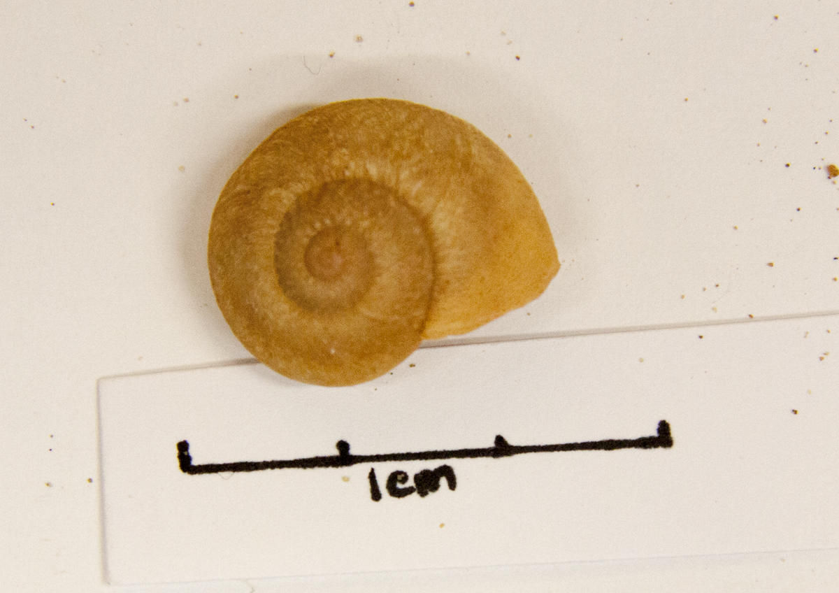 Snail, Land - Subfossil - Puke Ariki