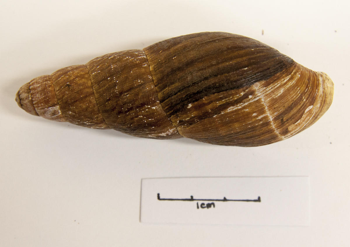 Snail, Flax - Puke Ariki