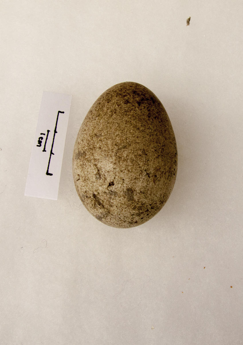 Egg, Amokura/Red-tailed tropic bird - Puke Ariki